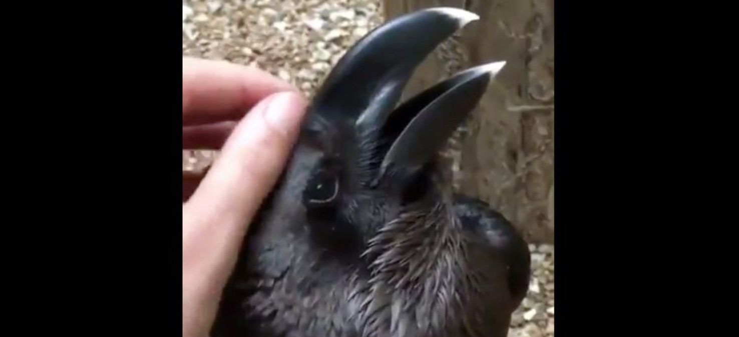 The rabbit/raven illusion, explained
